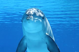 Dolphin Habitat, Characteristics & Life Cycle | Study.com