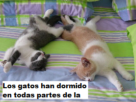 Dormir Spanish Conjugation: Preterite, Imperfect & Past Participle ...