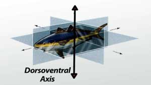 Overview of Animal Reproduction and Development - Lesson | Study.com
