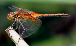 Metamorphosis Definition, Types & Stages - Lesson | Study.com