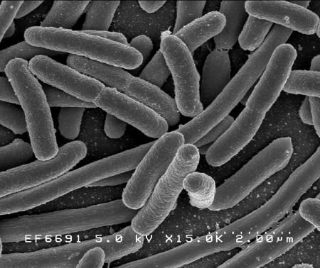 Symbiotic Interactions in Disease: Definition, Theory & Examples ...