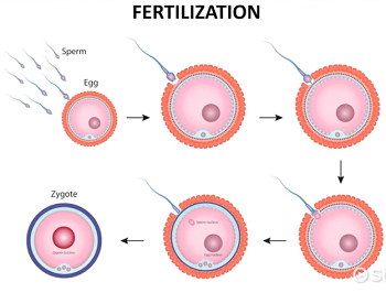 Morula | Definition, Formation & Function - Lesson | Study.com
