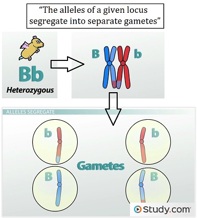 Flashcards - Mendelian Genetics & Gene Transmission Flashcards | Study.com