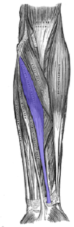 Flexor Carpi Radialis Muscle: Action, Origin & Insertion | Study.com