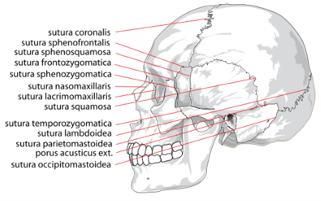 Joints: Structure, Function & Classification | Study.com