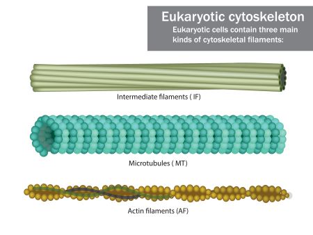 Quiz & Worksheet - Parts of the Cytoskeleton | Study.com
