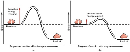 Enzymes in Biological Reactions: Roles & Functions | Study.com