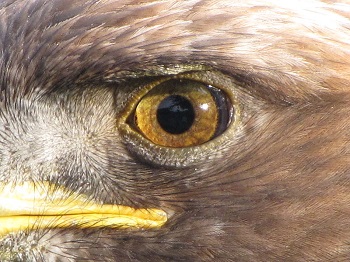 Eagle Adaptations: Lesson for Kids - Biology Class [2021] | Study.com