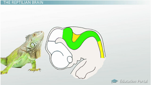 Early Brain Development: Major Parts & Functions - Lesson | Study.com