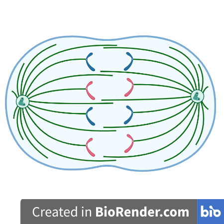 Using a Model to Describe the Steps of Mitosis Practice | Biology ...