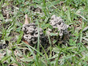 Earthworm | Anatomy & Reproduction | Study.com