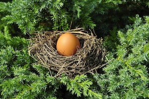 Amniotic Egg | Definition, Advantages & Examples - Lesson | Study.com