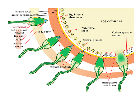 Oocyte | Definition, Development & Maturation | Study.com
