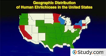 Human Ehrlichiosis: Causes, Symptoms, Treatment & Prevention - Lesson ...