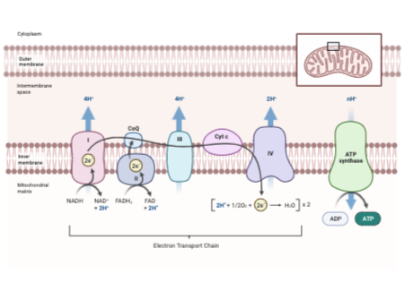 Analyzing Electron Transfer between Molecules in the Electron Transport ...