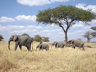 Savanna Ecosystem Food Web | Producers, Consumers & Decomposers ...