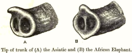 Wild Type in Genetics | Definition & Examples - Lesson | Study.com