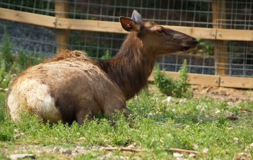 Flashcards - Taiga Animals List & Flashcards | Study.com