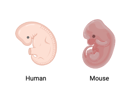 Examining Morphological Evidence of Common Ancestry & Biological ...