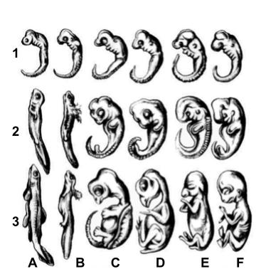 Using Embryonic Forms to Organize Adult Organisms in a Biological ...