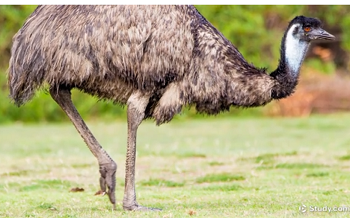 Moa Facts: Lesson for Kids - Lesson | Study.com