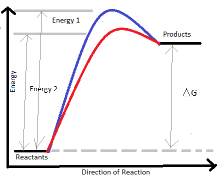 Comparing the Rates of Reaction with and without an Enzyme Practice ...