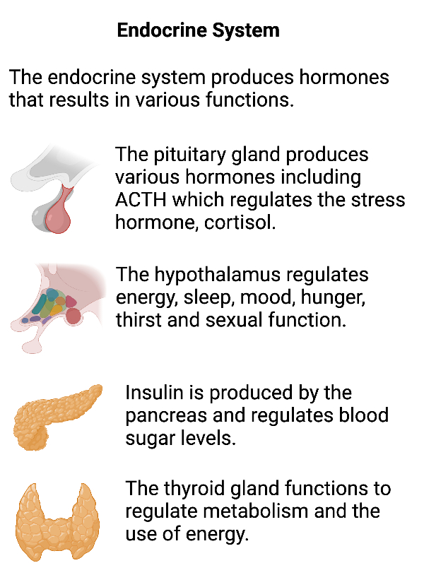 Determining Organ or Tissue Function by Analyzing Models Practice ...