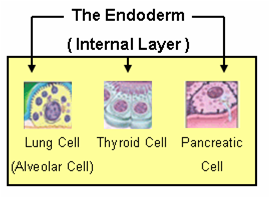 Chordata Germ Layers | Study.com