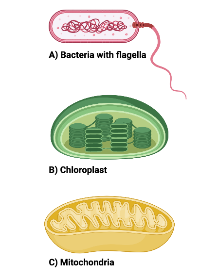 Analyzing the Relationship of Endosymbiotic Organelles & their Ancient ...