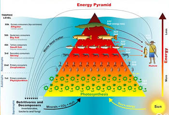Rainforest Ecosystem Pyramid