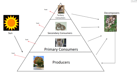 Energy Pyramid Diagram Showing Energy Transfer Among Trophic Levels
