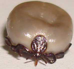 Mites | Definition, Classification & Types | Study.com