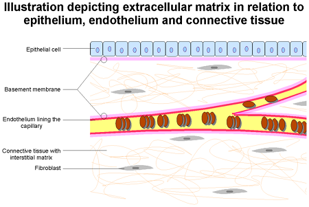 Basement Membrane | Definition, Function & Structure - Video & Lesson ...