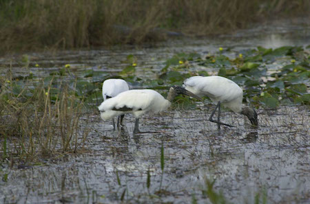 Environmental Resistance Definition, Effects & Examples - Lesson ...
