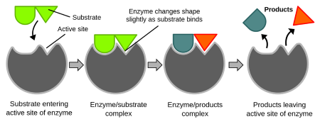 Optimum pH for Enzymes | Definition & Examples - Lesson | Study.com