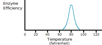 Analyzing the Effect of Temperature on Enzyme Efficiency Practice ...