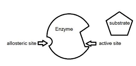 Enzyme Regulation Types, Mechanisms & Inhibition - Lesson | Study.com