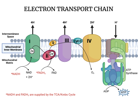 Predicting the Amount of ATP Produced from Glucose under Aerobic ...