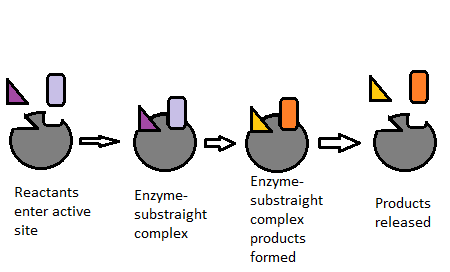 Comparing & Contrasting the Structures of Different Active Sites ...
