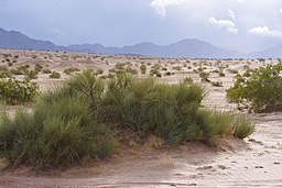 Haoma Plant | Origins, Significance & Facts | Study.com