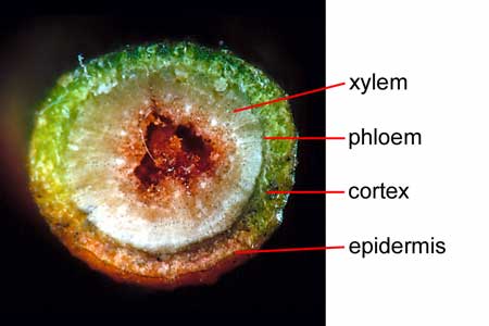 Plant Shoot System | Definition, Parts & Function - Lesson | Study.com