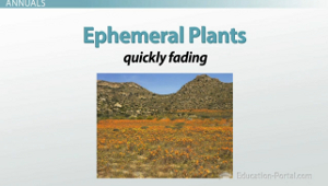 Seasonal Plants | Annual, Biennial, & Perennial - Lesson | Study.com