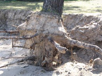 Runoff & Infiltration in the Water Cycle | Comparison & Examples ...