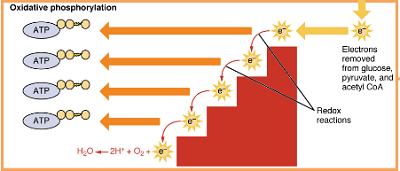 Respiration During Exercise: Importance, Types & Rate Changes - Lesson ...