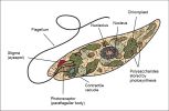 Protist Reproduction | Overview & Types - Lesson | Study.com