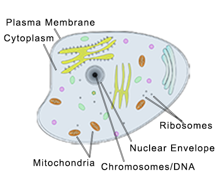 Demonstrating Organisms' Fundamental Molecular & Cellular Features ...