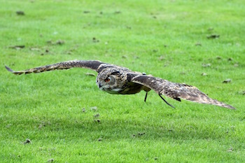 Eagle Owl Facts: Lesson for Kids | Study.com