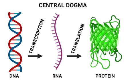 Comparing the Evidence that Supports Evolution Practice | Biology ...