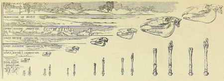 Theory of Evolution | Overview, Types & Examples | Study.com