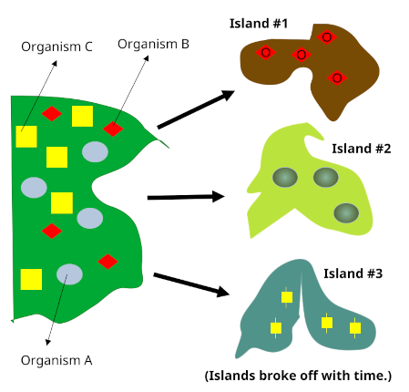 Comparing the Evidence that Supports Evolution Practice | Biology ...